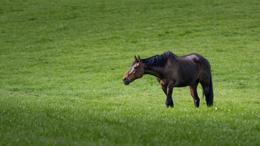 Detomidine Horse Dose